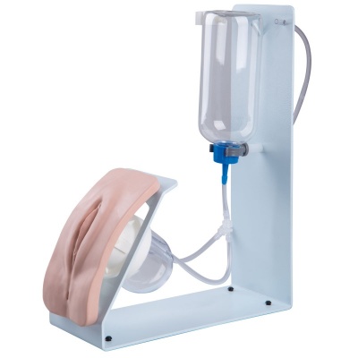 3B Scientific Basic Female Catheter Model | Health and Care